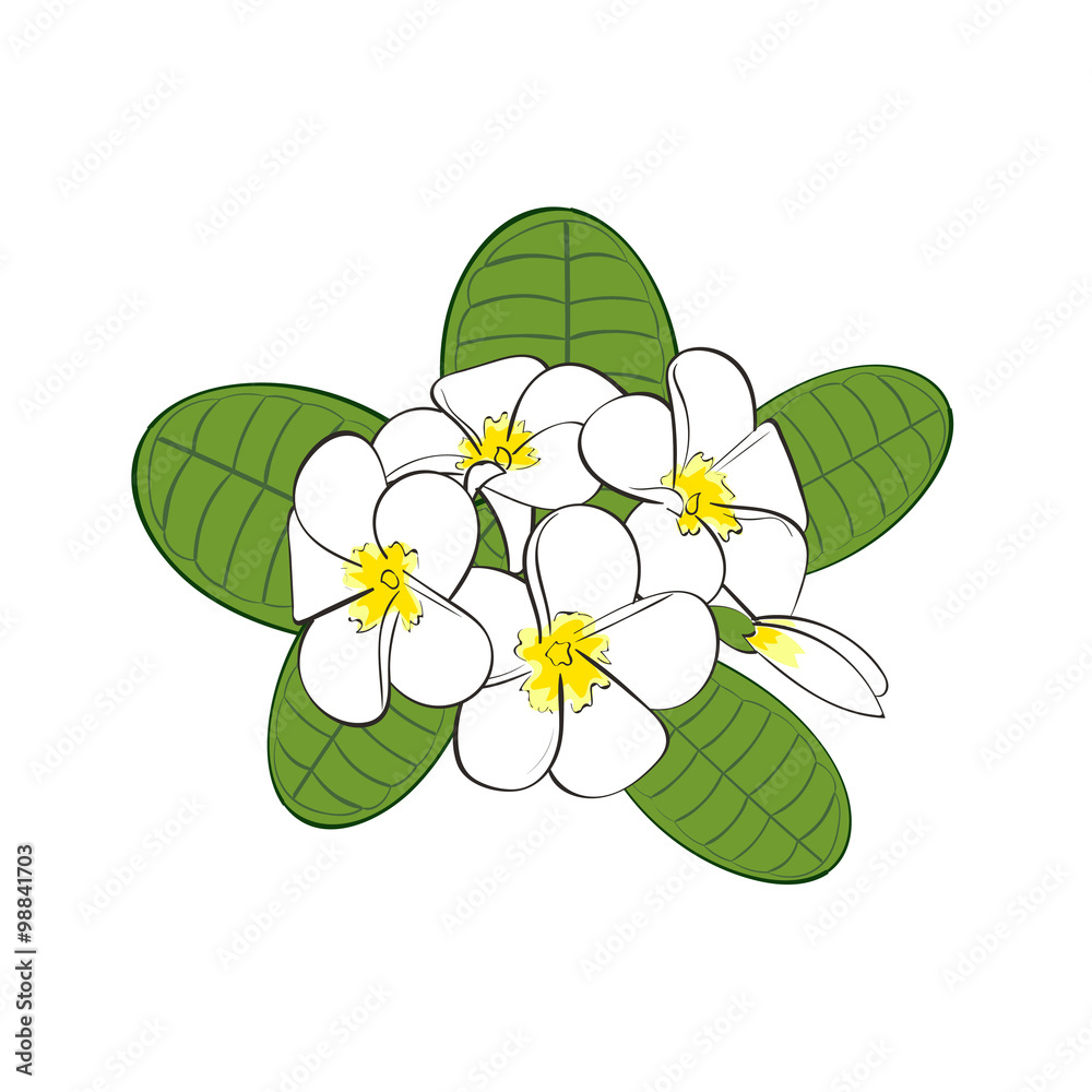 Frangipani flowers with leaves isolated on white background. Vector ...