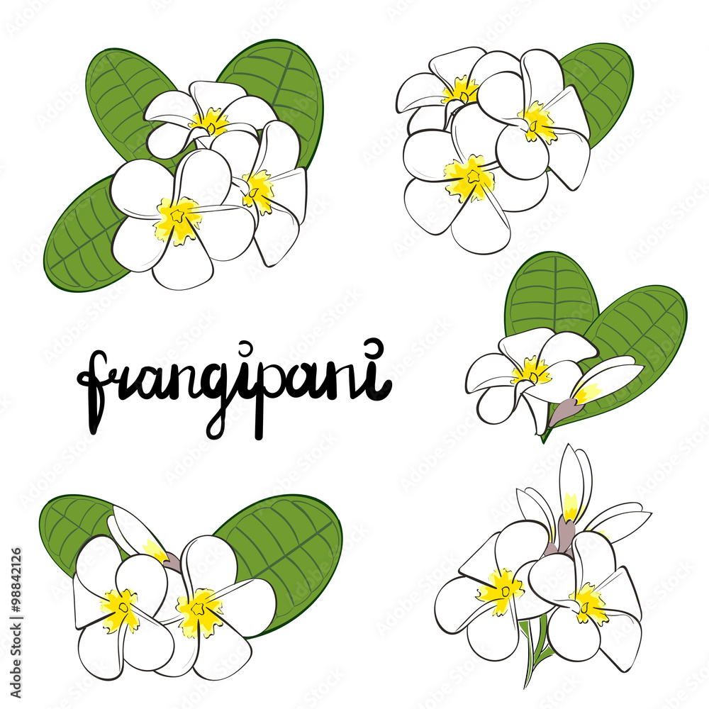 Frangipani flowers. Set of hand drawn plumeria flowers. Vector ...