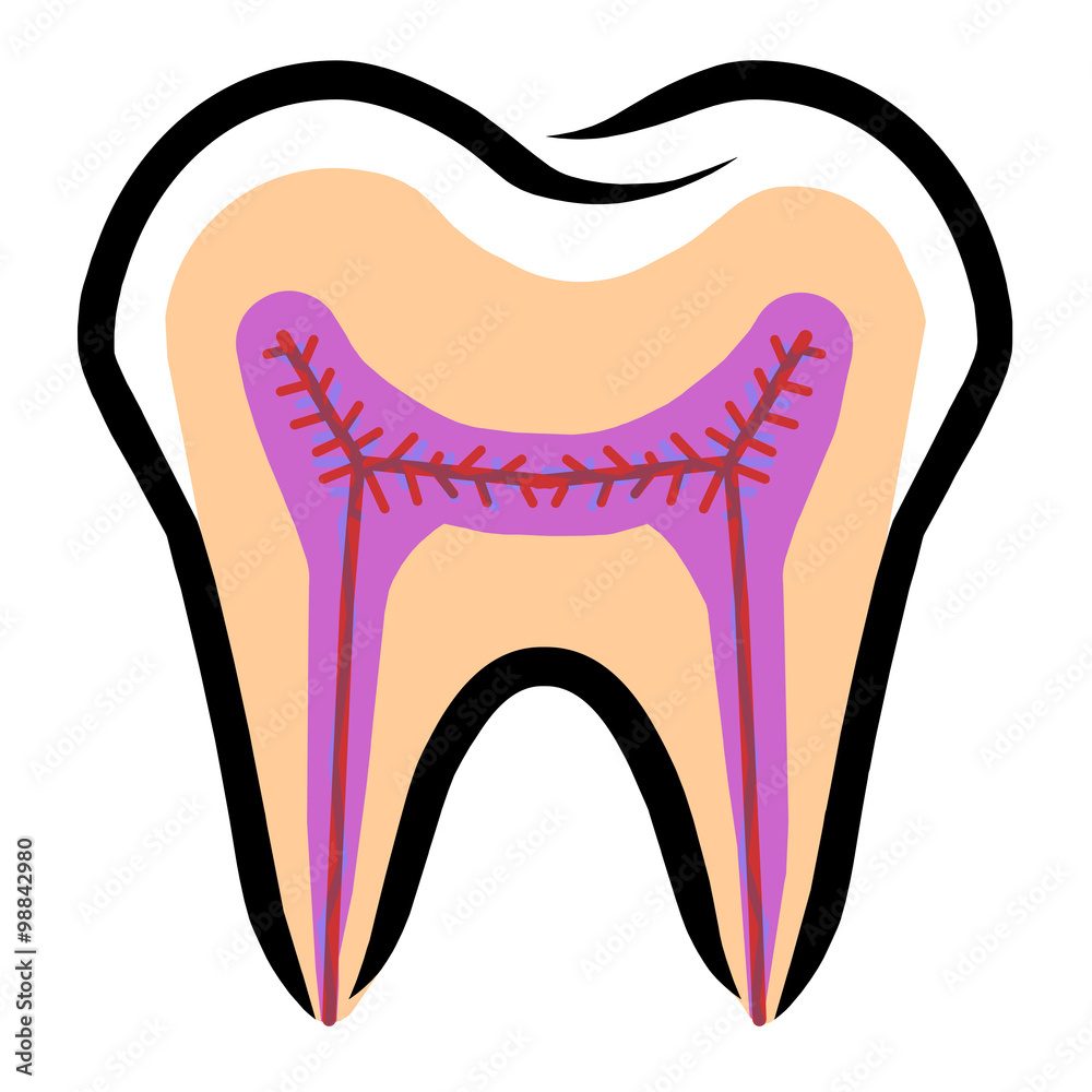 ts6 ToothSign - Tooth Anatomy - white single molar tooth with dentin ...