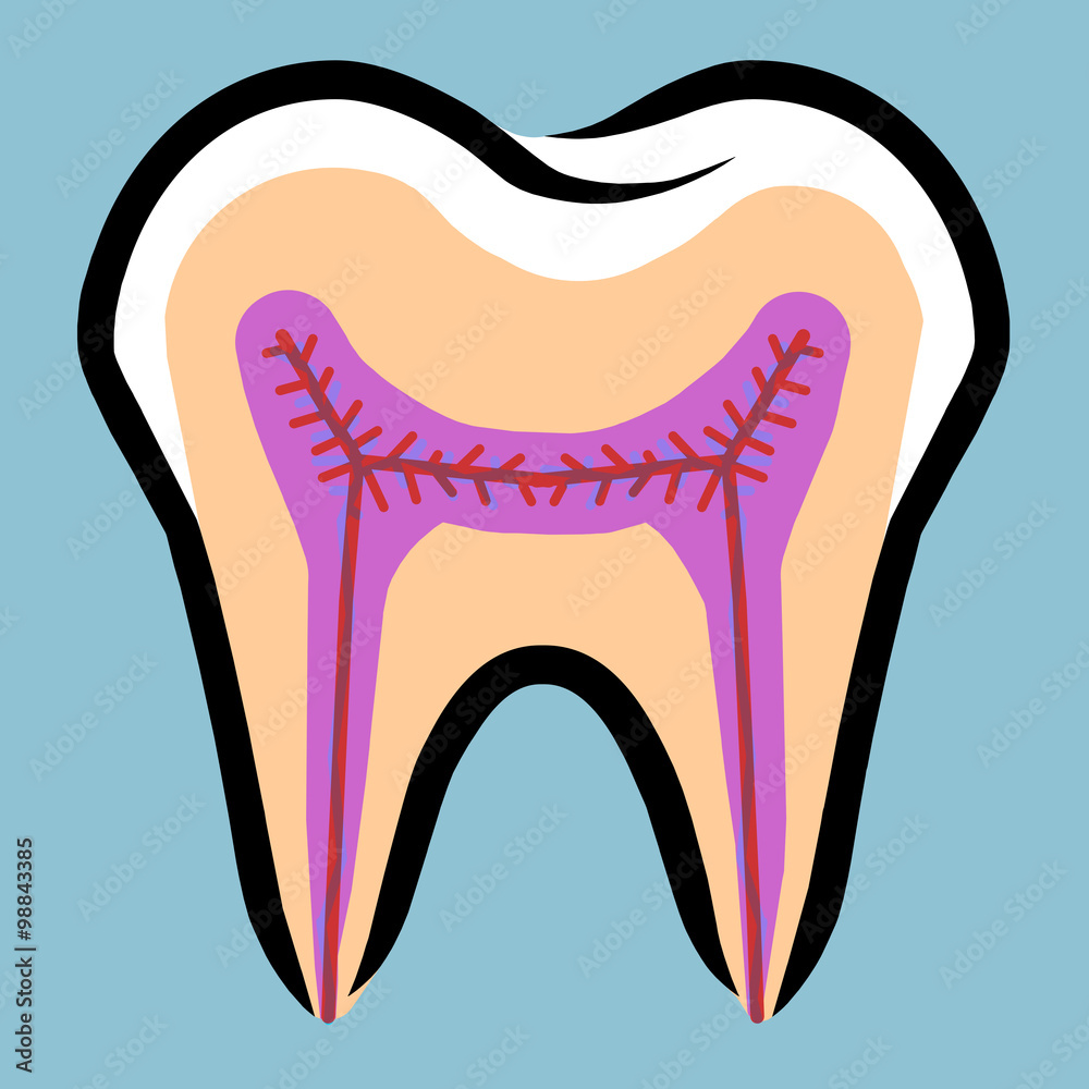ts8 ToothSign - Tooth Anatomy - molar tooth with dentin and pulp and ...