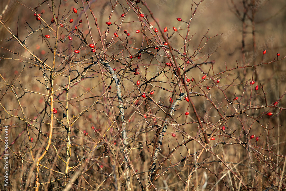 Briar bush Stock Photo | Adobe Stock