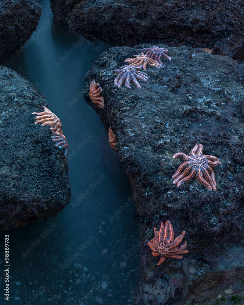 Starfish (Stichaster australis) on Motukiekie beach, New Zealand. Stock ...
