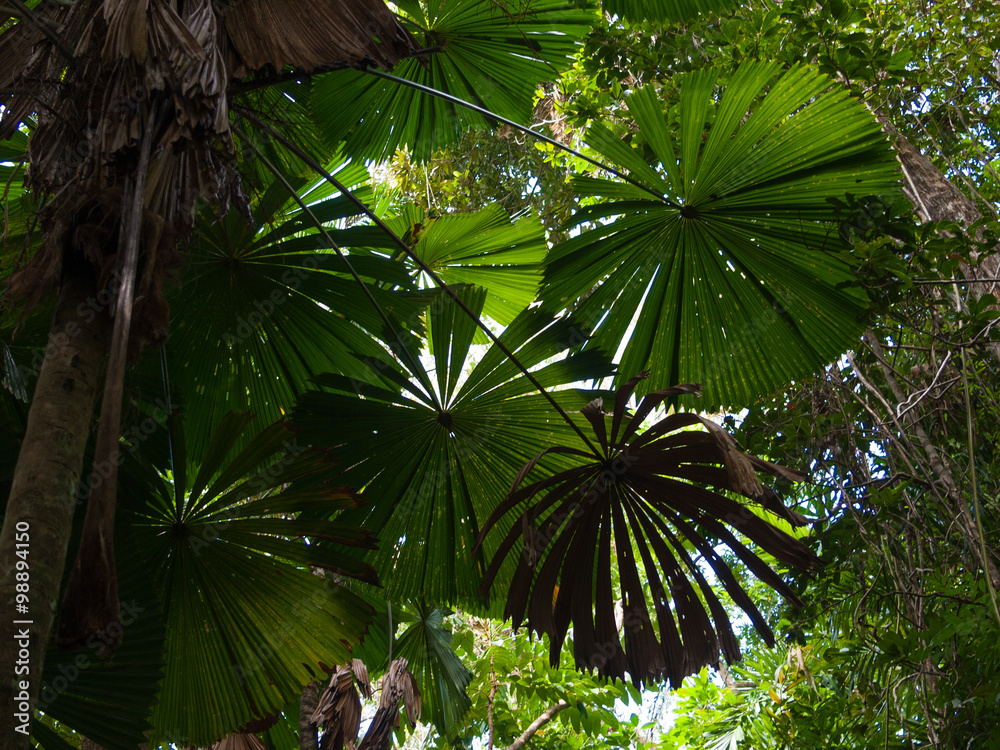 Tropical rainforest jungle plants and trees Stock Photo | Adobe Stock