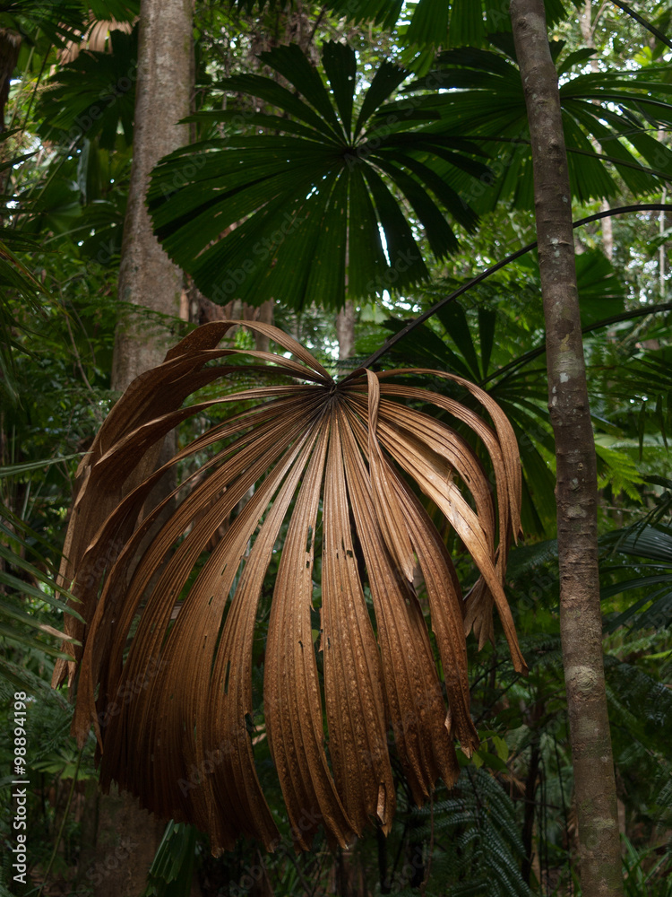 Tropical rainforest jungle plants and trees Stock Photo | Adobe Stock