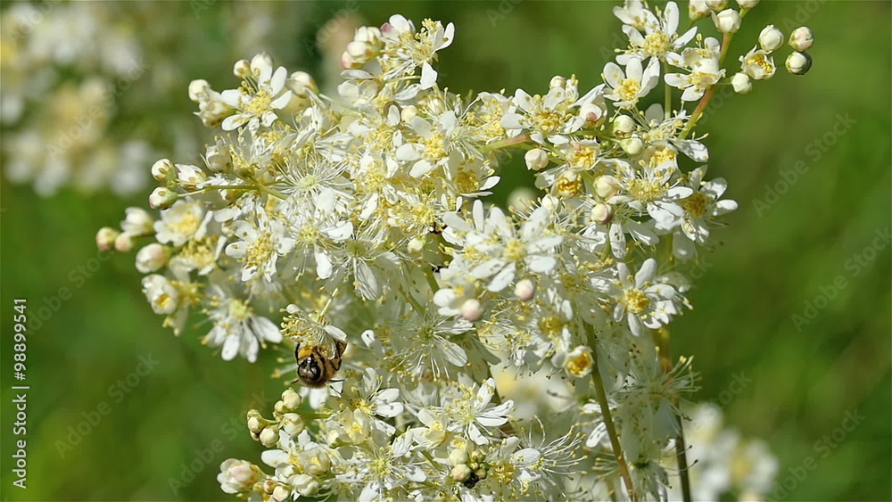 The bee with shiny brown body going around the flowers. Bees are flying ...