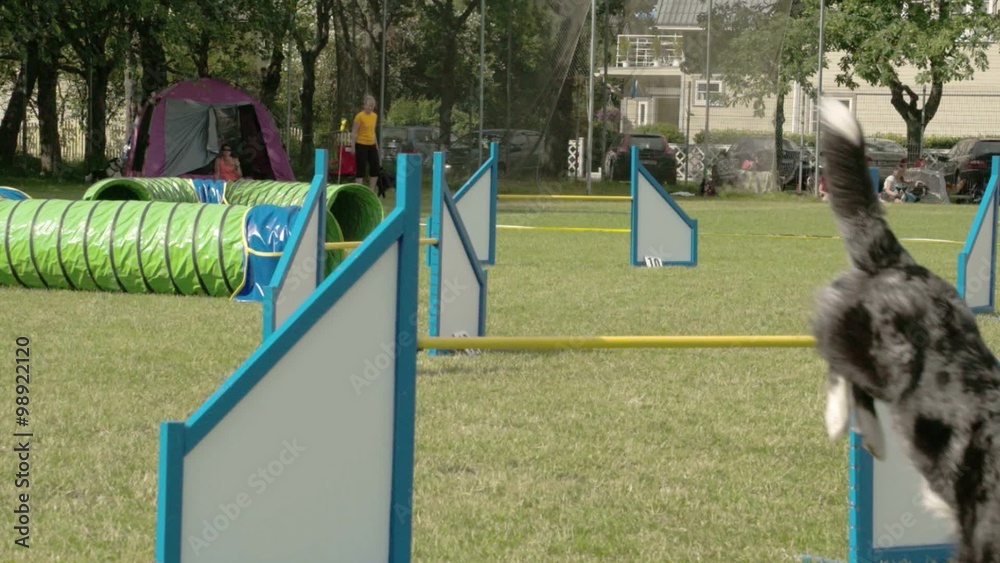 Furry black dog jumping on an obstacles in a dog show showing his ...
