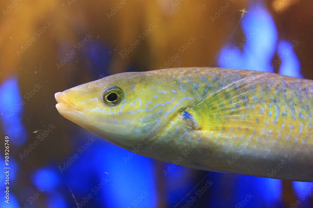 Senorita Fish