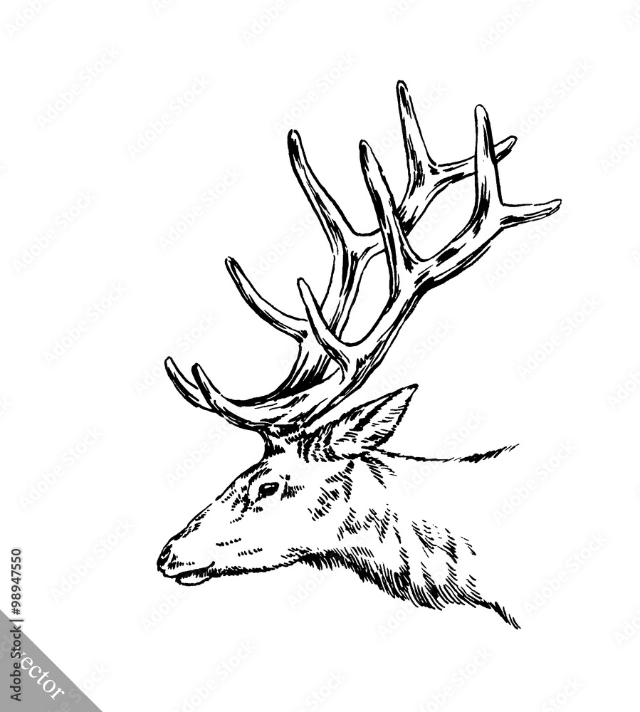 brush painting ink draw vector deer illustration vector de Stock ...