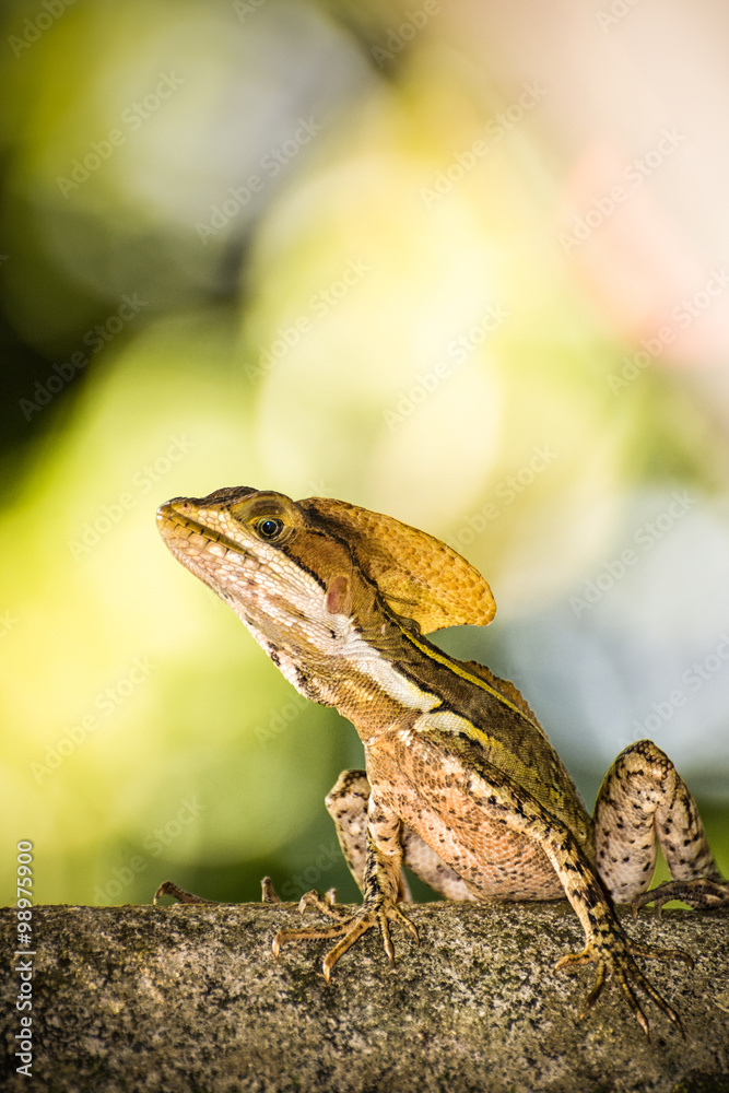 Jesus Christ Lizard on a fence at sunset Stock Photo | Adobe Stock