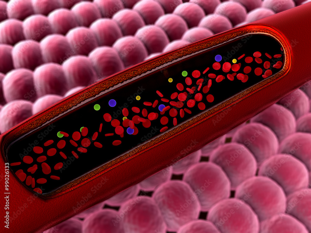 inside the blood vessel, insulin and leukocytes inside the blood vessel ...