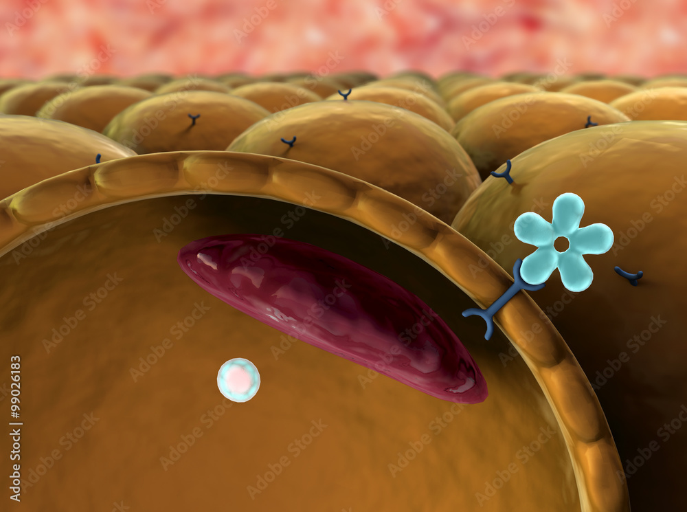 mechanism of action of insulin, glucose, Human Insulin, structure of ...