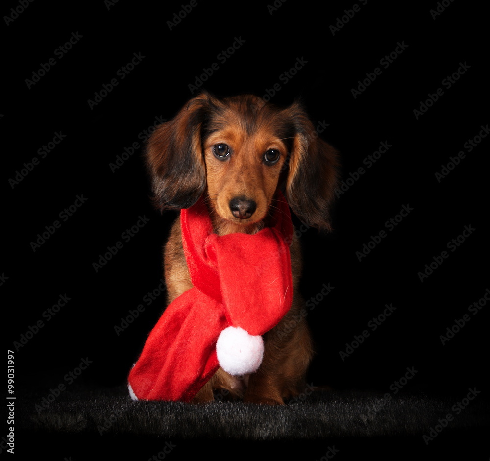 Teckel déguisé en père Noël Photos | Adobe Stock