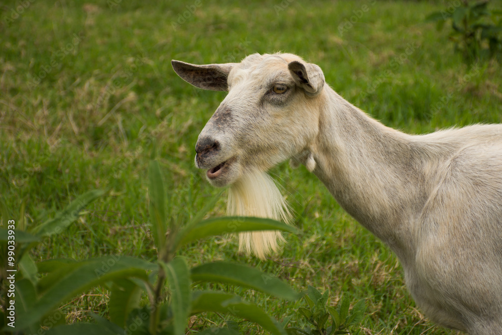 Cabra Cabrito Bode - Na fazenda Stock Photo | Adobe Stock