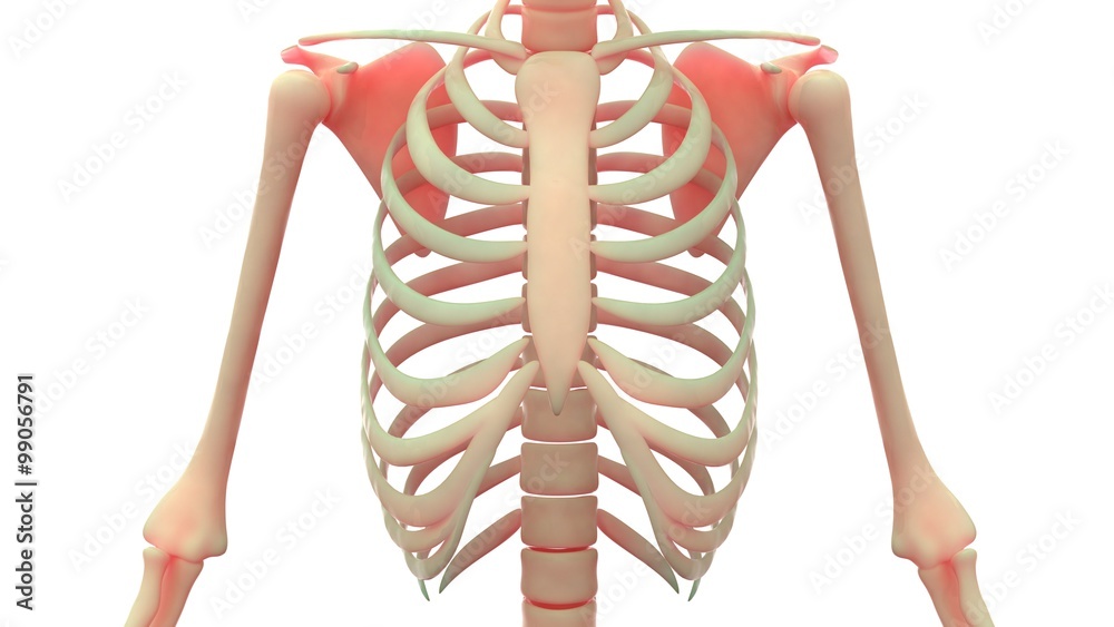 Human Skeleton Scapula with Ribs Stock Illustration | Adobe Stock