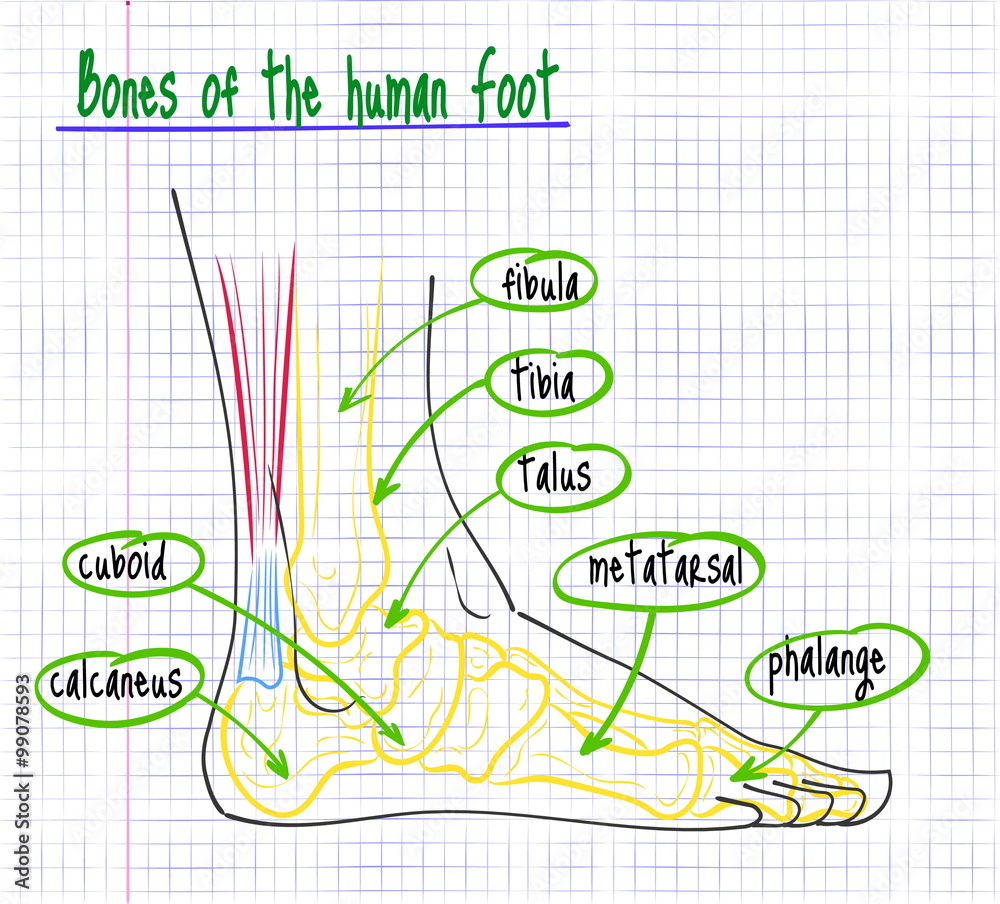 drawing of the anatomy of the human foot Stock Vector | Adobe Stock