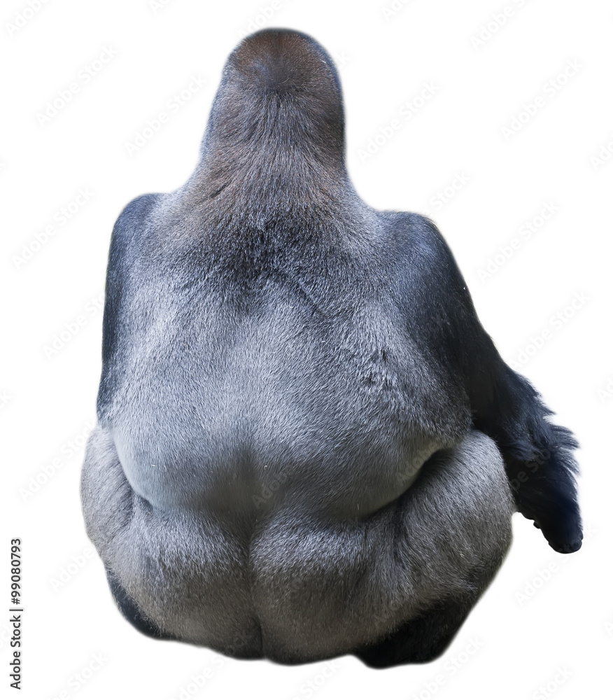 Back view at an adult gorilla male, the silverback, isolated on white ...