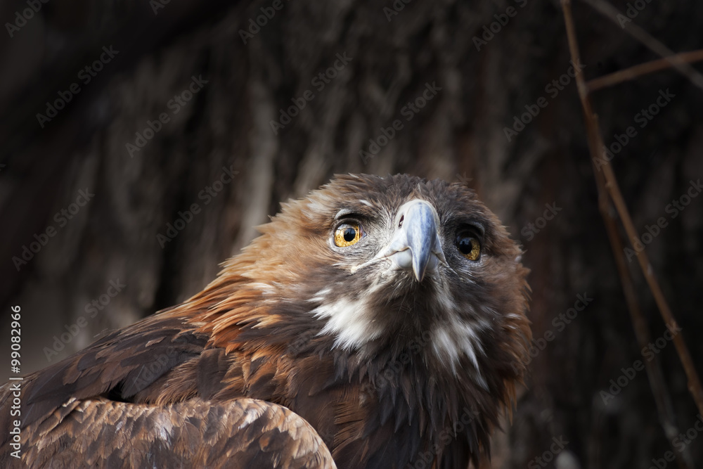 Head and shoulder of golden eagle, Aquila chrysaetos, on dark wood ...