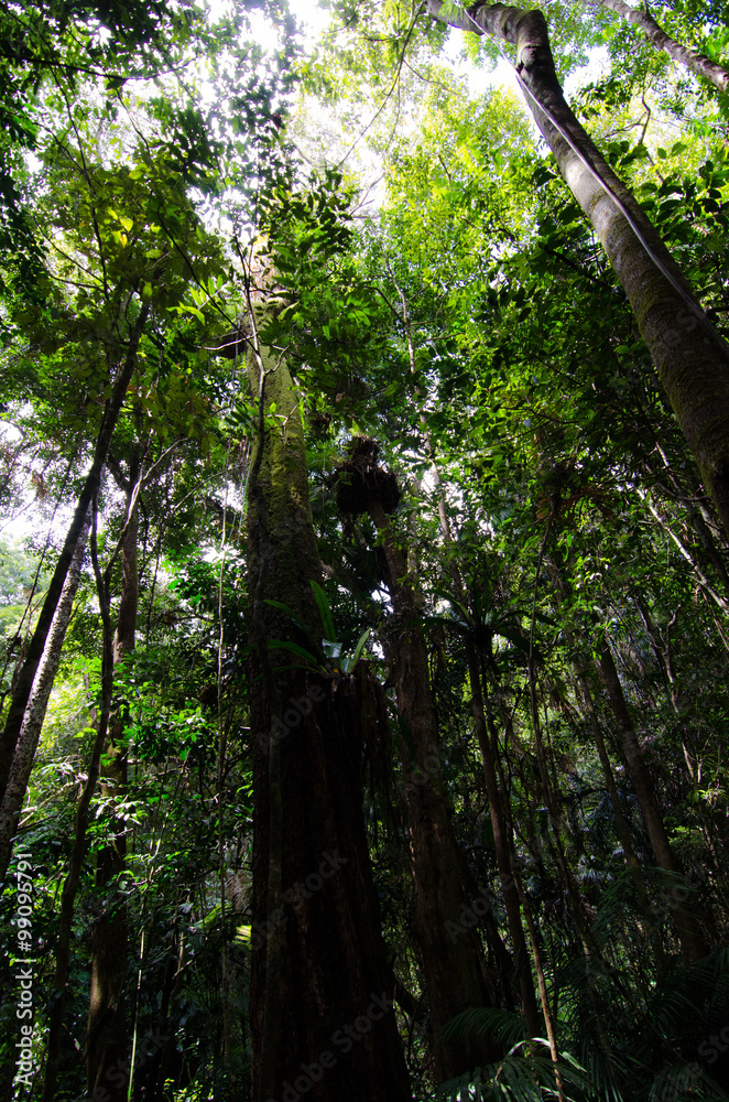 Canopy of the rainforest Stock Photo | Adobe Stock