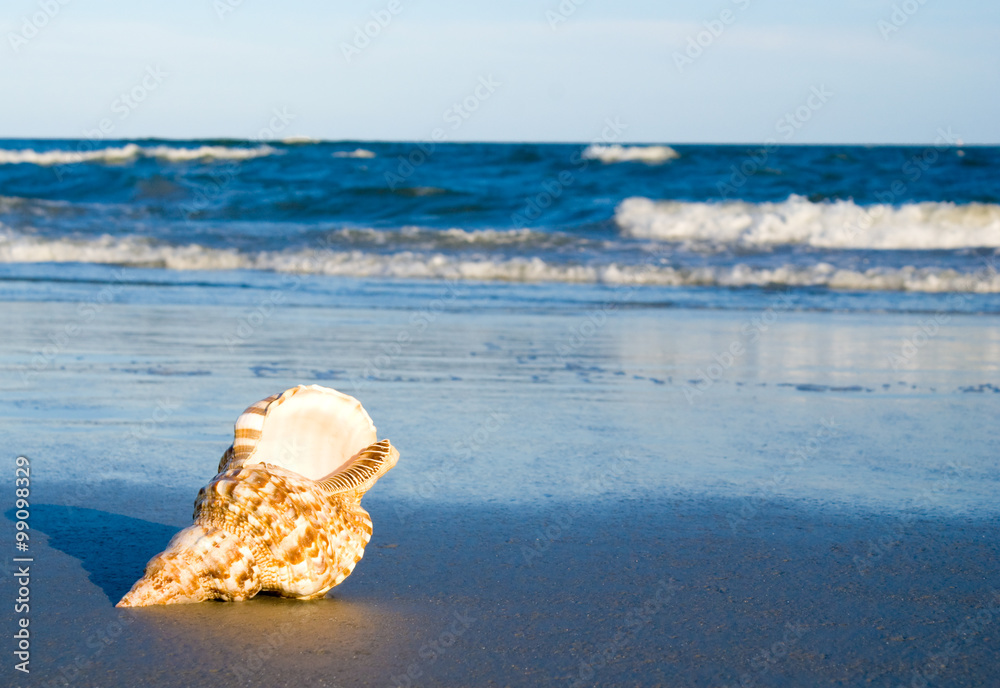 Large Triton shell on the beach with approching wave. Tritons are very ...