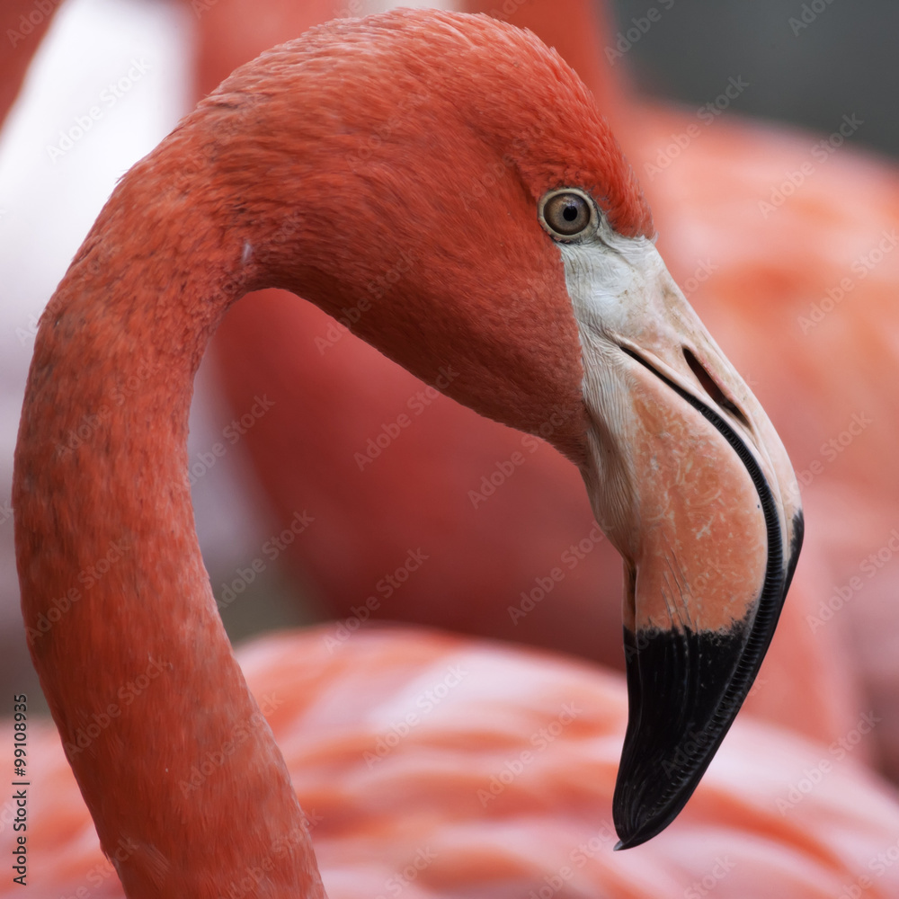 Closeup portrait of a red flamingo, one of the most beautiful bird of ...