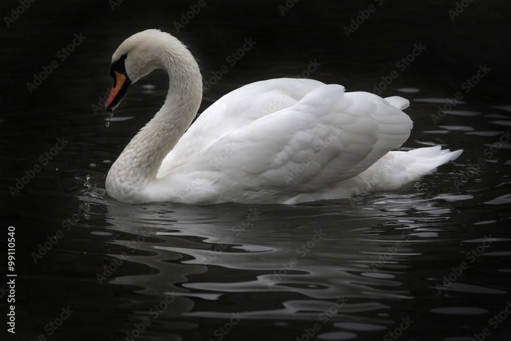 Side face portrait of a whooping swan, isolated on black background ...