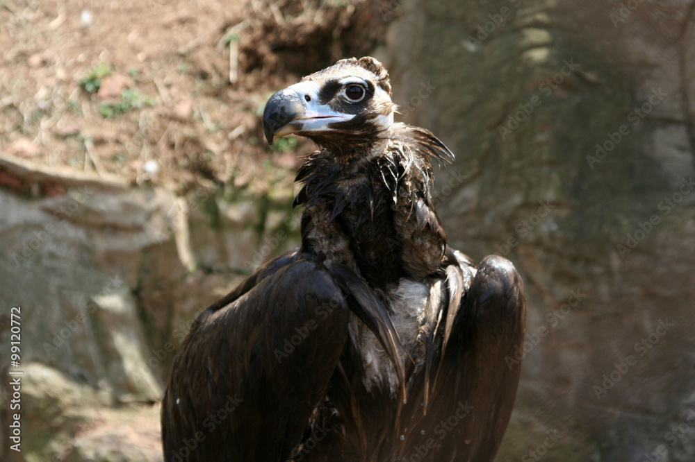 Griffon. Vultures of the Old world (lat. Aegypiinae) is a subfamily of ...