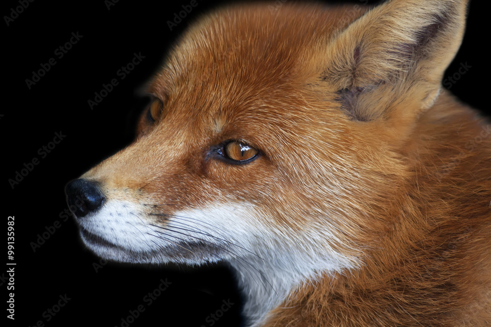 Fox Animal Face Side