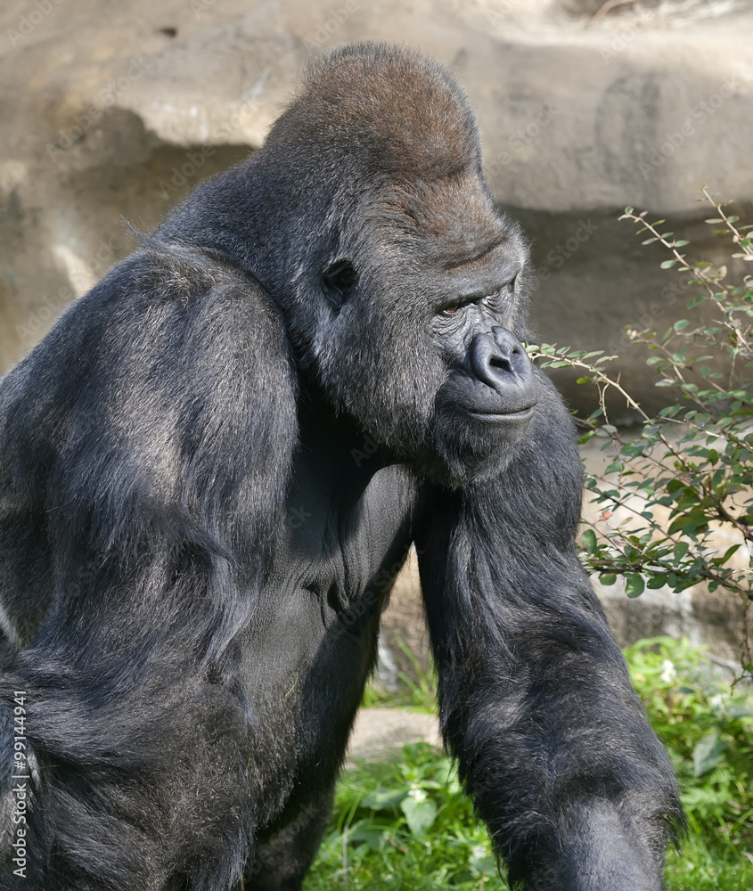 Biggest Monkey In The World