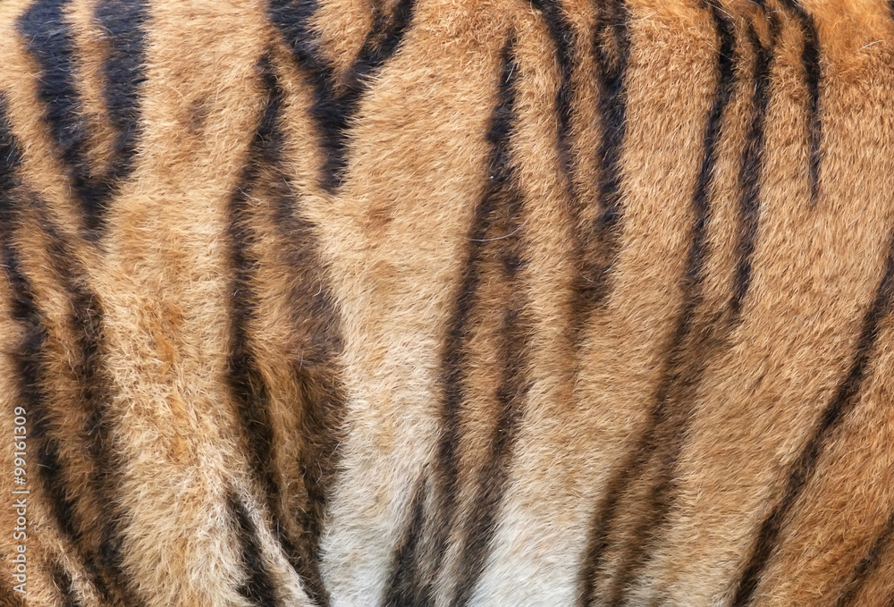 Side of a Siberian tiger body. Natural striped pattern on the orange ...