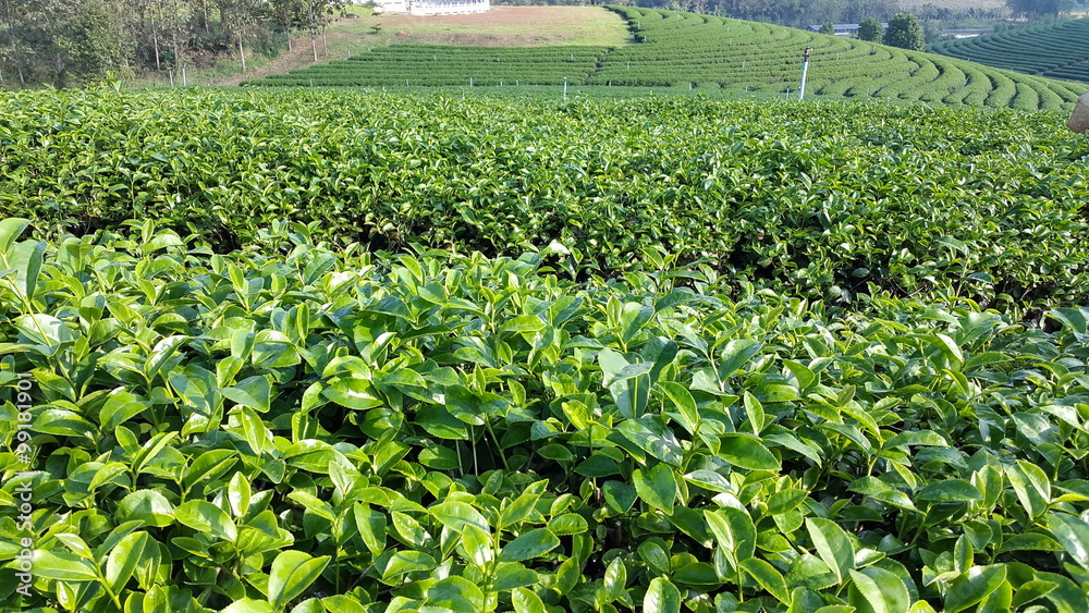 Oolong Tea field. Chui Fong Tea Field, Chiang Rai, Thailand. Stock ...