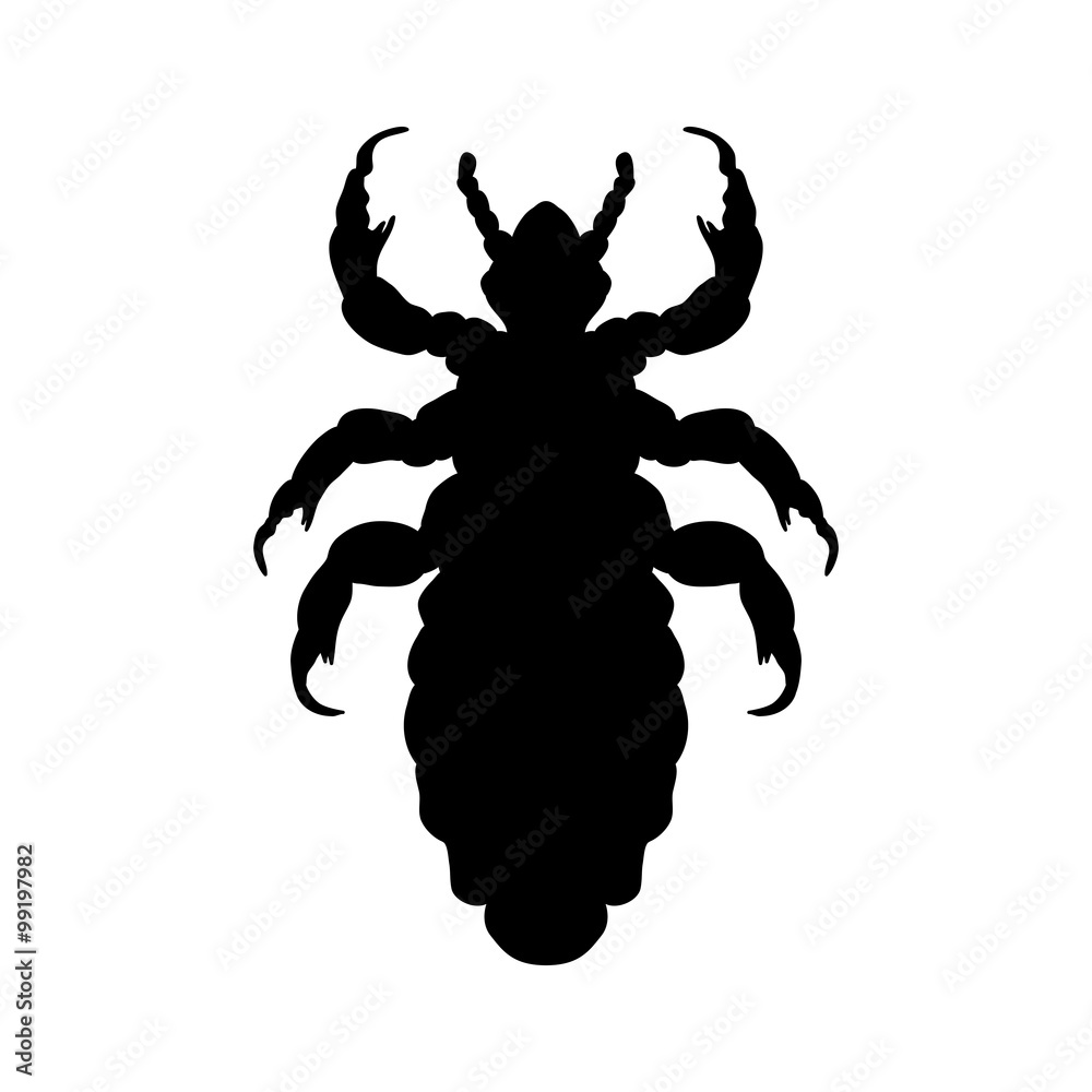 Silhouette of head human louse. Pediculus humanus capitis. louse ...