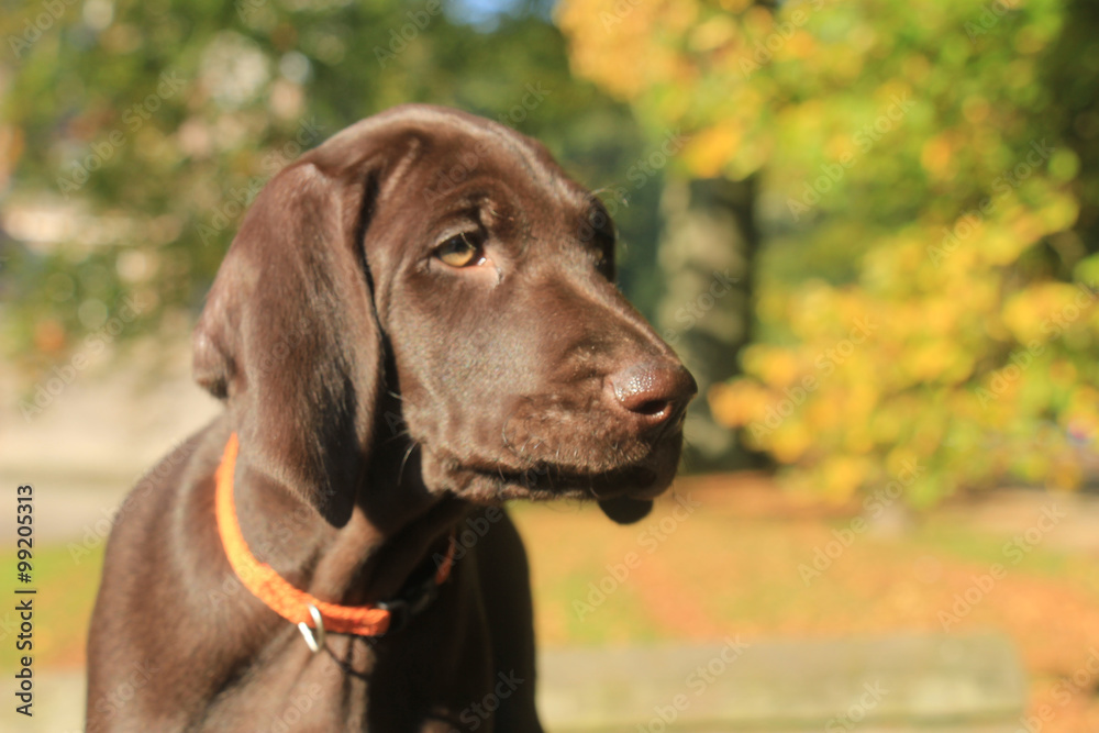 Solid Brown German Shorthaired Pointer
