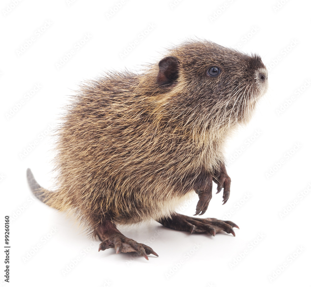 Baby nutria. Stock Photo | Adobe Stock