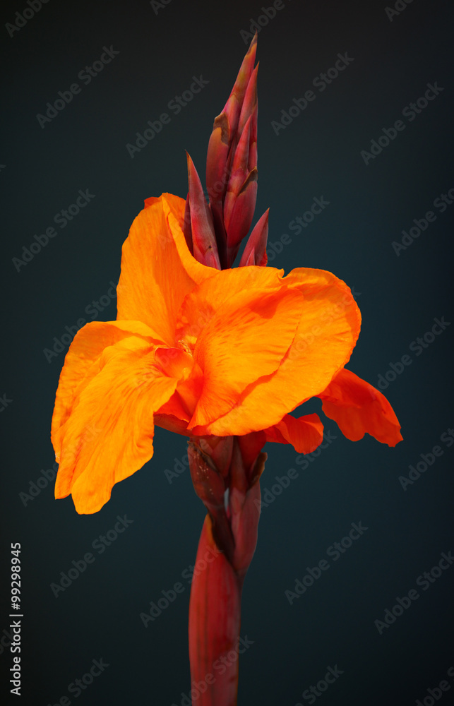 Bengal Tiger Canna Lily Flower Stock-Foto | Adobe Stock