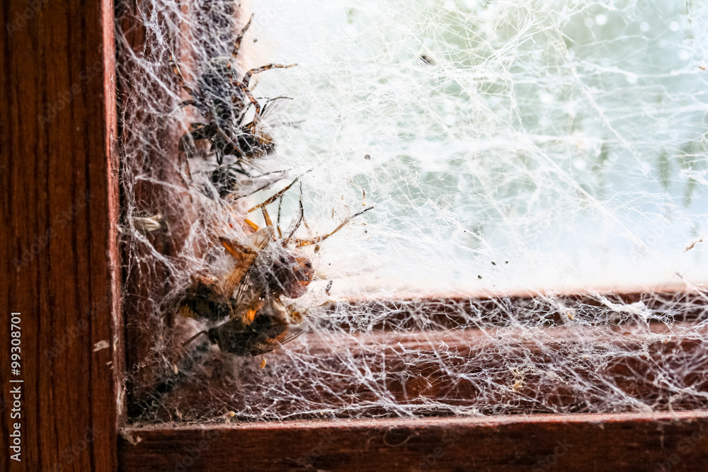 A spider and four flies caught in dense spider webs in window frame ...