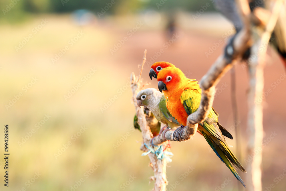 Parrot on a perch on wooden Stock Photo | Adobe Stock