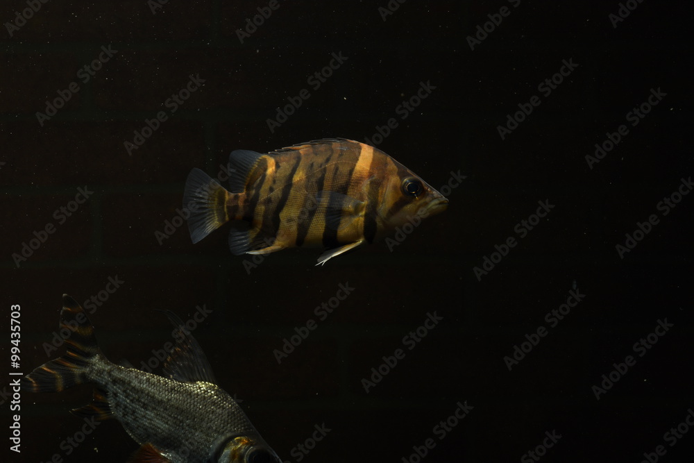 Baby Tiger Fish