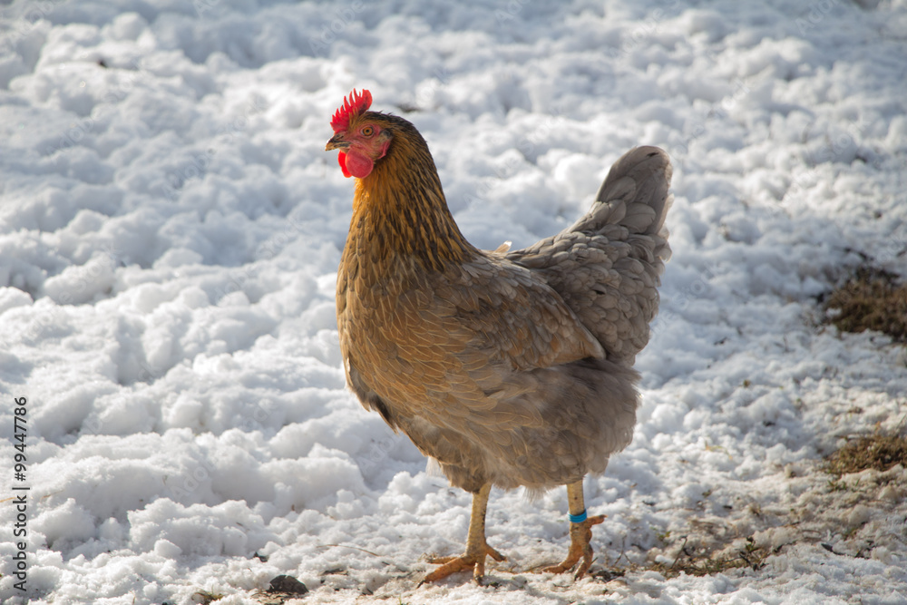 Huhn im Schnee Stock-Foto | Adobe Stock