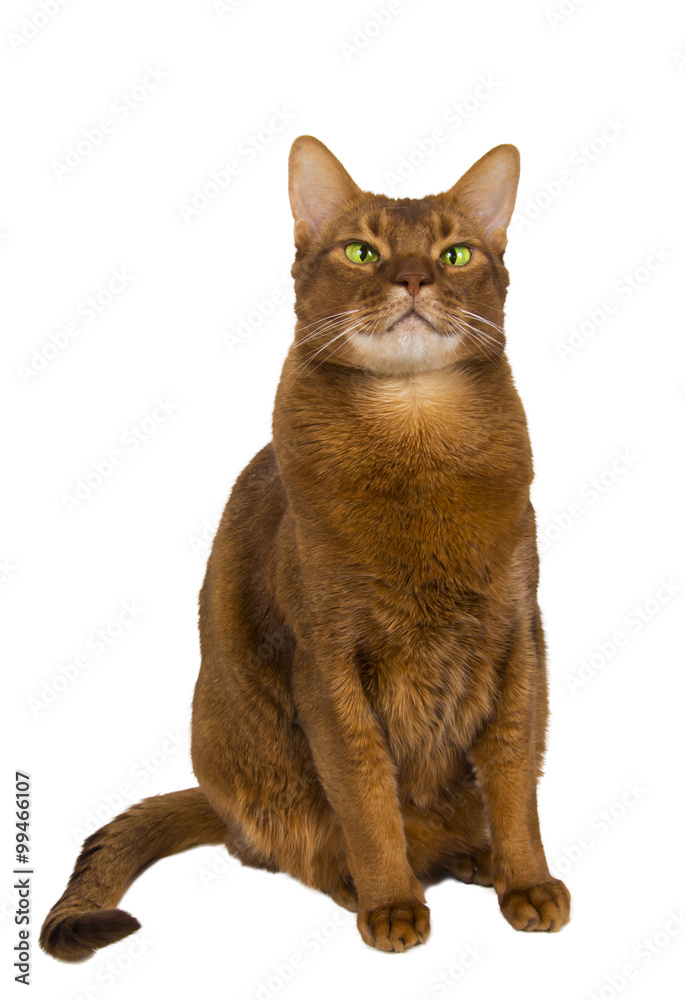 Sorrel Abyssinian