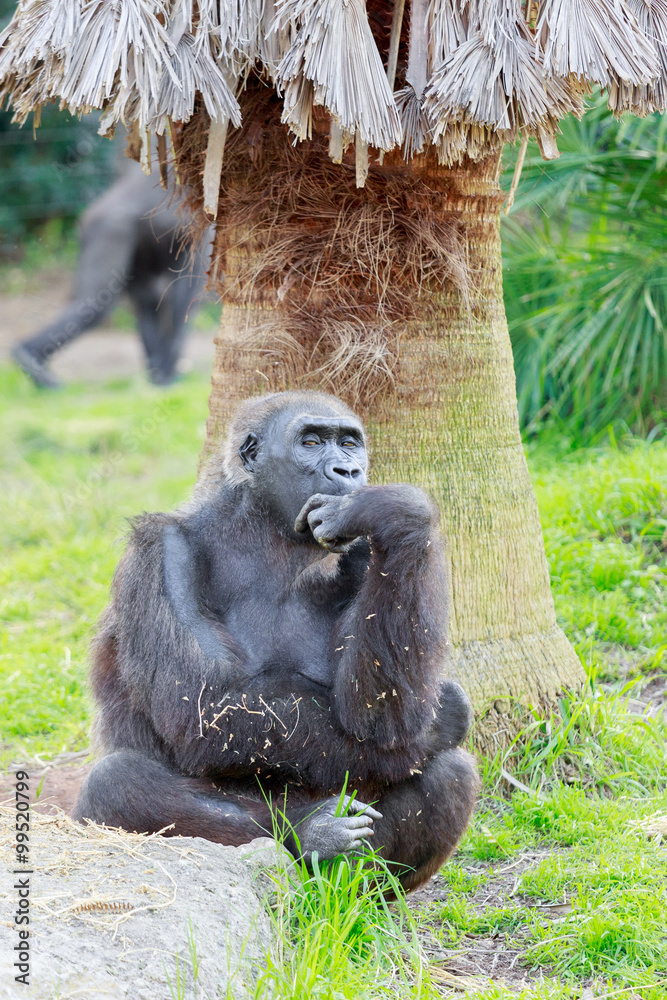 Gray gorilla who thinks Stock Photo | Adobe Stock