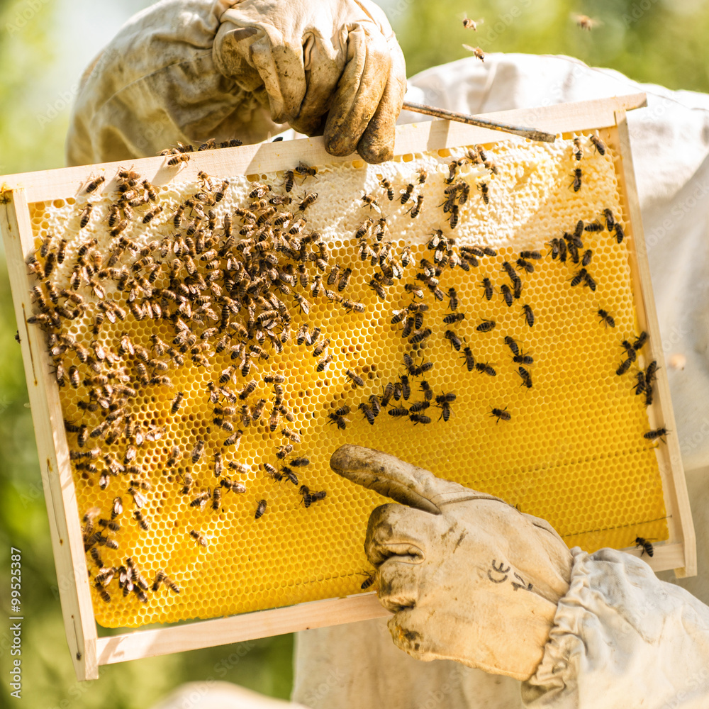 Imker hält ein Rähmchen mit Bienenfolk und Bienenkönigin Stock Photo ...