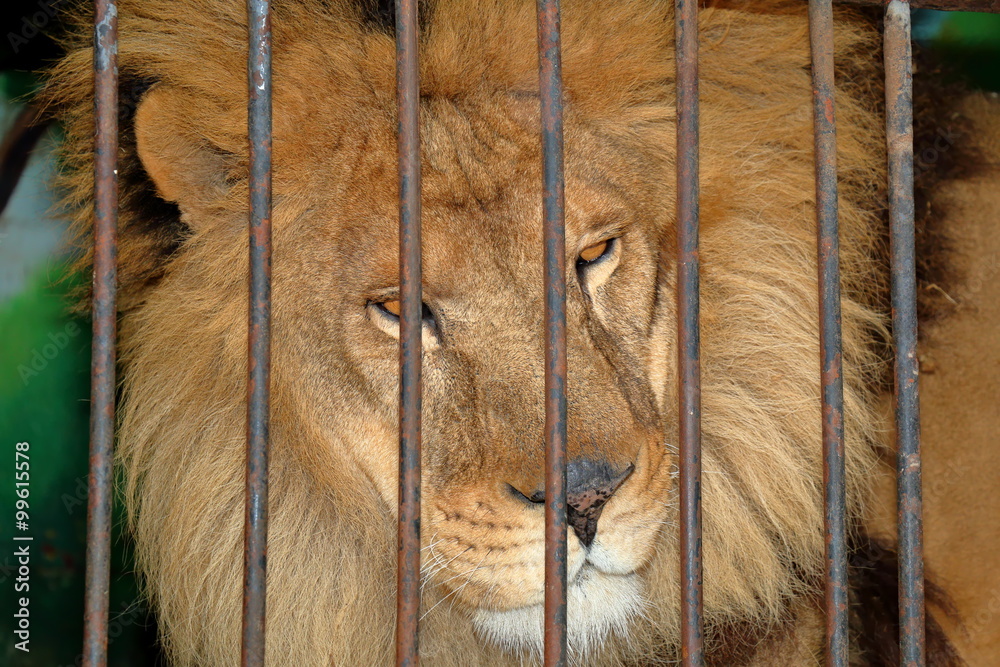 Lion behind bars in a zoo cage Stock Photo | Adobe Stock