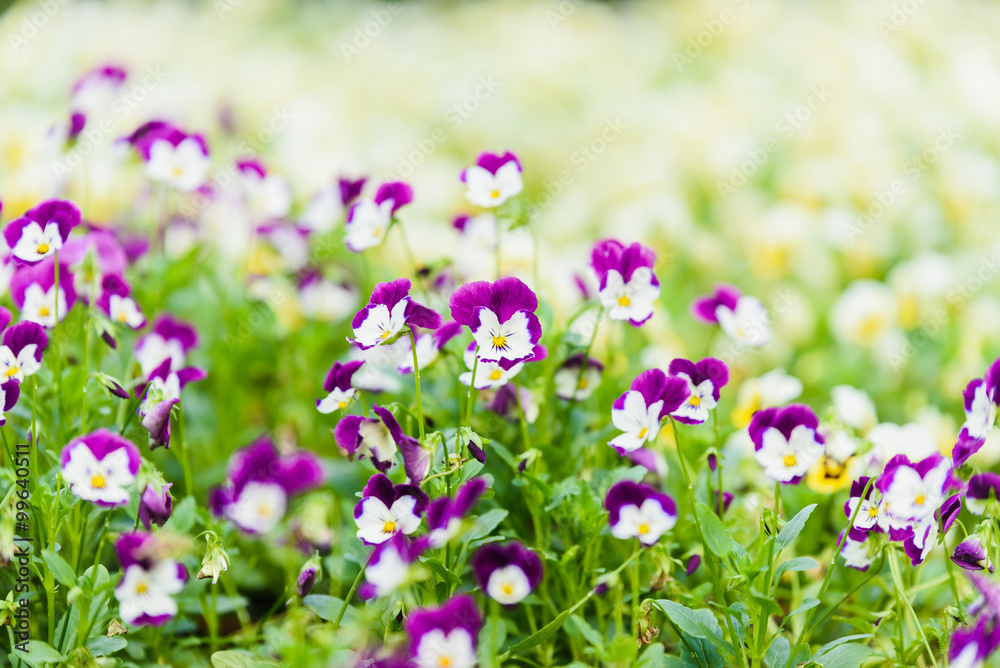 pancy flowers in the garden Stock Photo | Adobe Stock