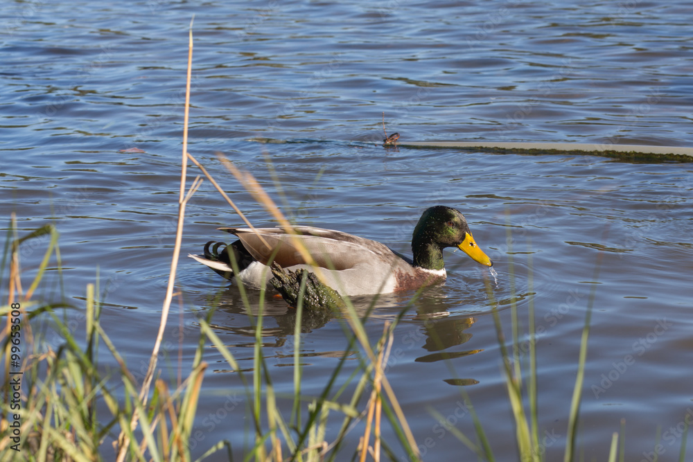 Single mallard drake swimming in landscaped blue pond, water dripping ...