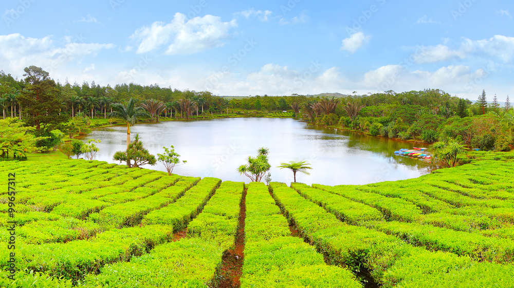 Lake in biggest tea plantations Bois Cheri on Mauritius Island ...