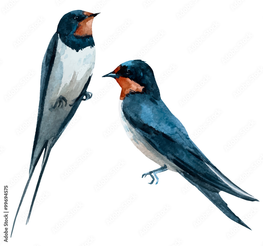 Watercolor vector swallow bird Stock Vector | Adobe Stock