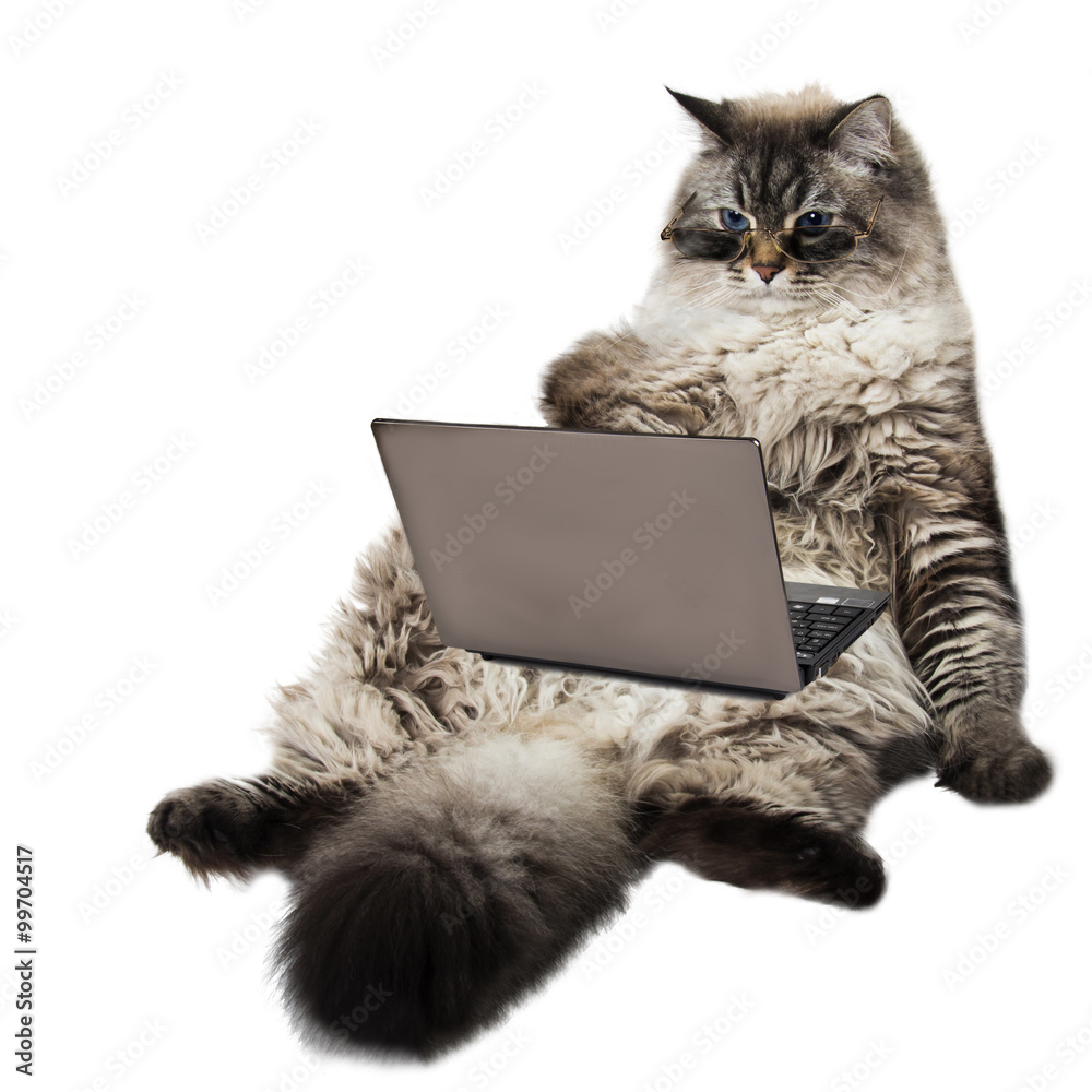 funny smart cat Stock Photo | Adobe Stock