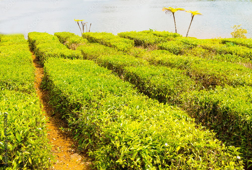 Biggest tea plantations Bois Cheri on Mauritius Island. Tropical ...