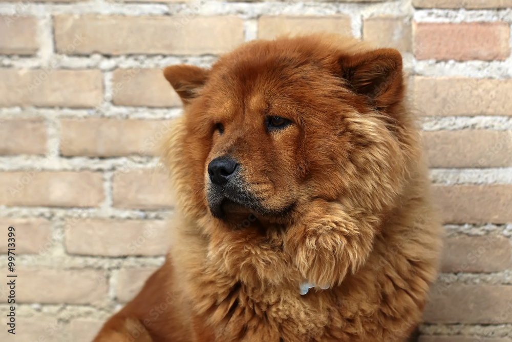 Photo closeup portrait of cute Chow Chow fluffy guardian dog pet square ...