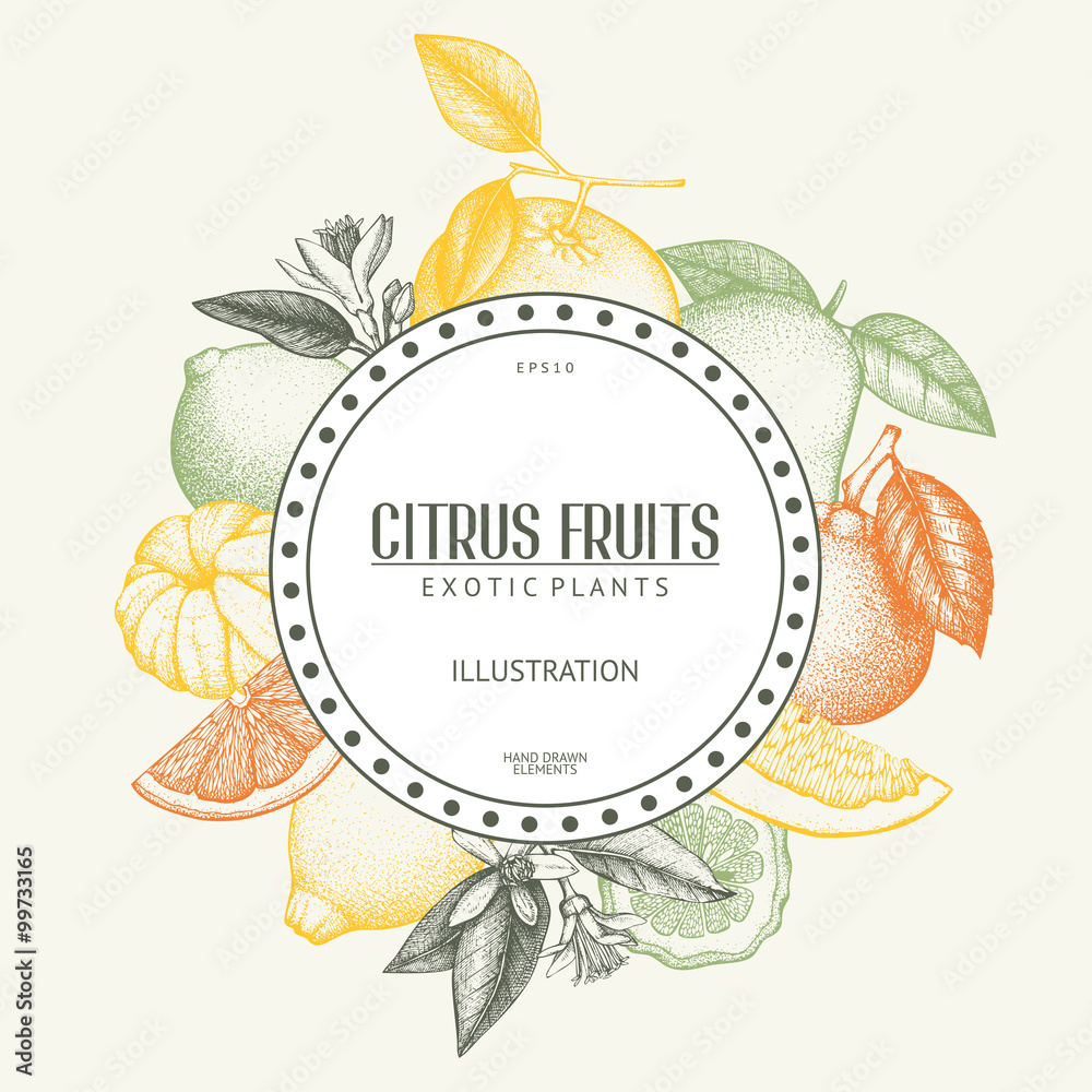 Vintage template. Ink hand drawn design with citrus fruits isolated on ...